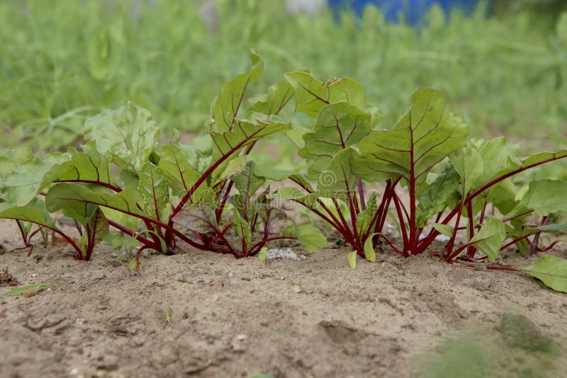 Young Beetroot Sprouts Growing on Soil. Stock Photo - Image of nature ...