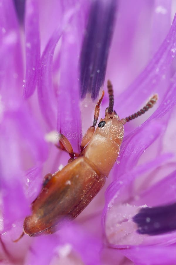 Small Beetle Feeding on Flower Stock Image - Image of antennae, nature ...
