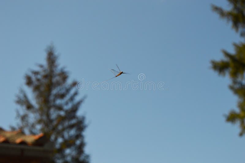 Small beetle in flight stock image. Image of nature - 224686409