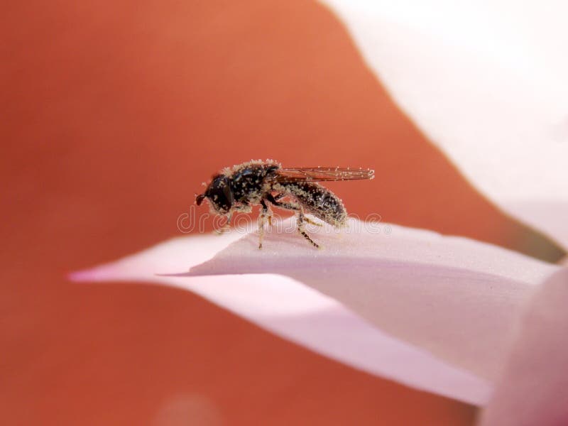 Little bug stock photo. Image of animal, pollen, beetle - 98885862