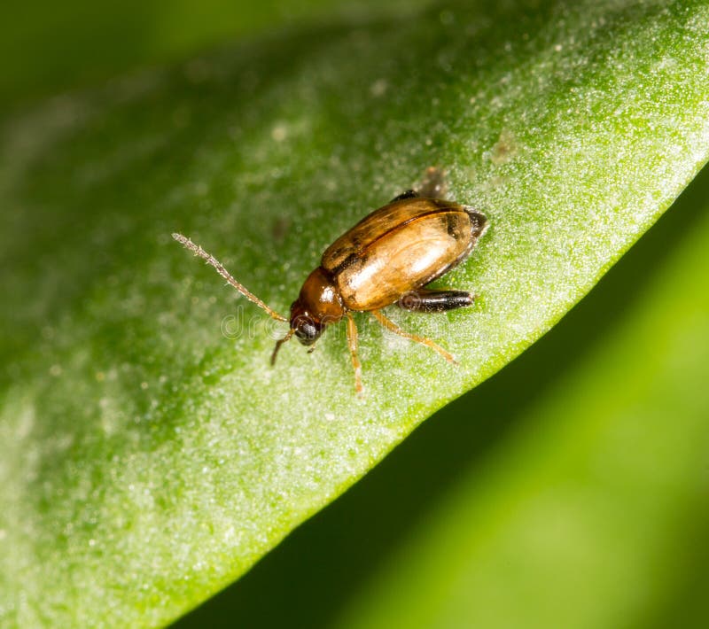 Small Beetle on a Green Leaf. Close-up Stock Photo - Image of curculia ...