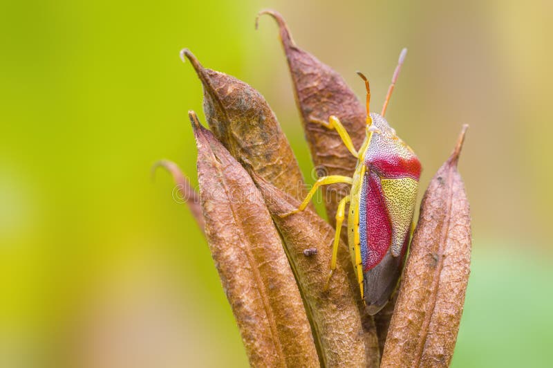 A Small Beetle Insect on a Plant in the Meadow Stock Image - Image of ...