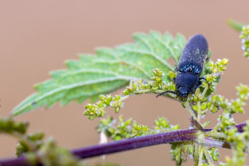 A Small Beetle Insect on a Plant in the Meadow Stock Image - Image of ...