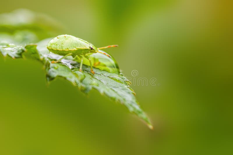 A Small Beetle Insect on a Plant in the Meadow Stock Image - Image of ...