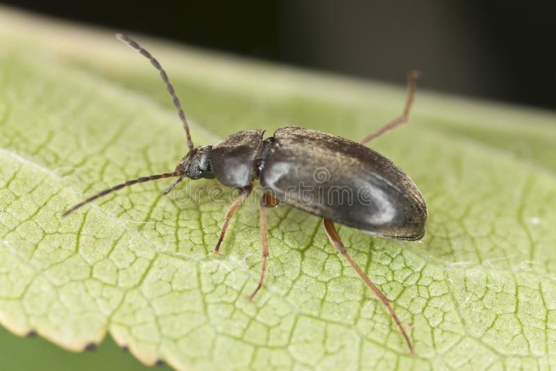 Small Beetle on Leaf, Extreme Close-up Stock Photo - Image of beetle ...
