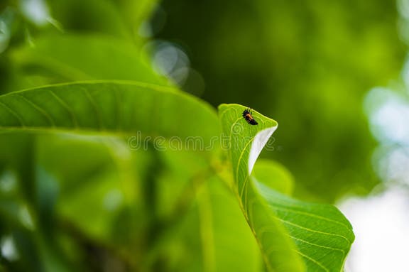 Small Beetle on the Leaf of a Walnut Tree Stock Image - Image of plant ...