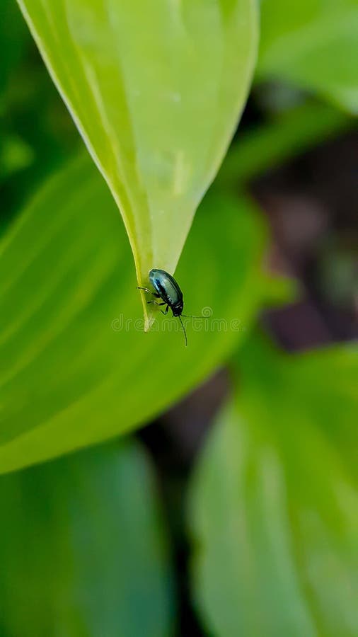 Small beetle stock photo. Image of leaves, green, beetle - 276046344