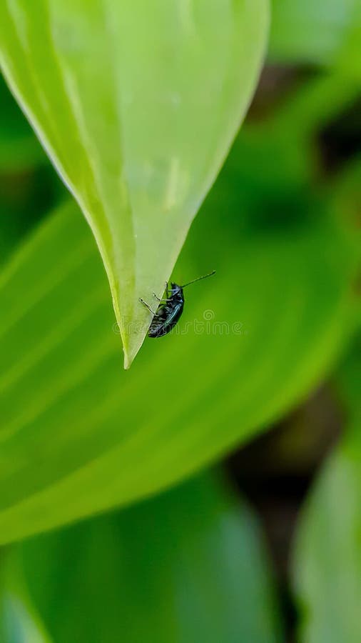 Small beetle stock photo. Image of nature, insect, beetle - 276046346
