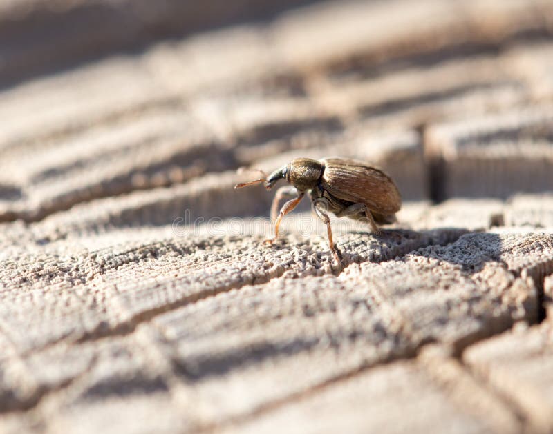 Small beetle. macro stock photo. Image of beetle, longhorn - 101376858
