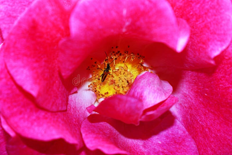 Small Beetle on a Pink Rose Flower Stock Photo - Image of blooming ...