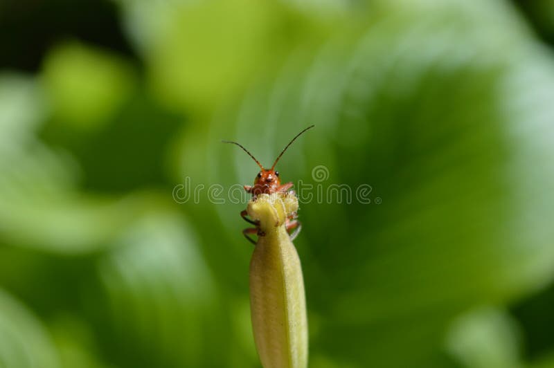 Small beetle on a plant stock photo. Image of insect - 223282404