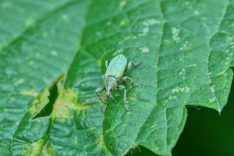 Small Beetle Sits on a Green Leaf in Nature Stock Image - Image of head ...