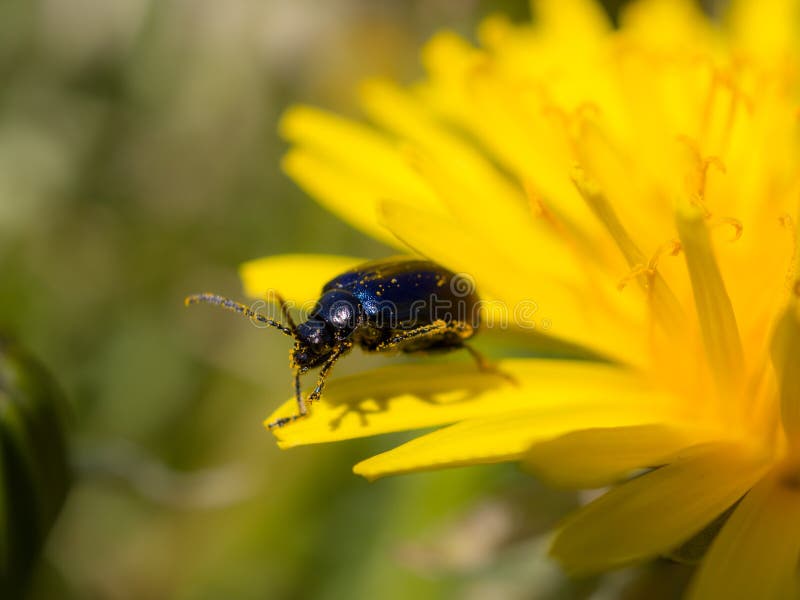 Small Beetle in Spring Closeup Stock Photo - Image of macro, insect ...