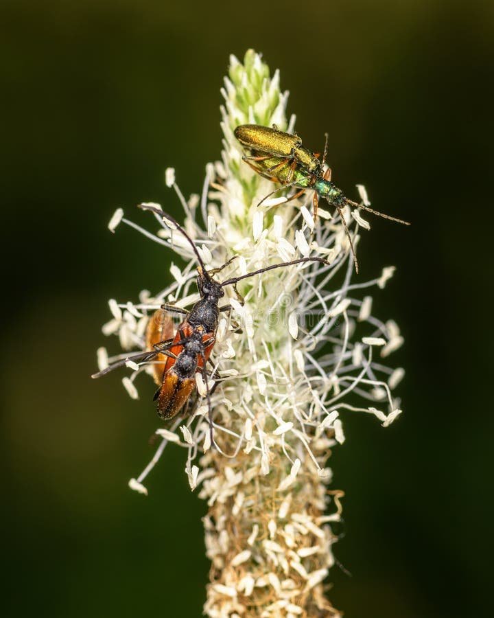Small beetles on a flower stock photo. Image of summer - 187738266