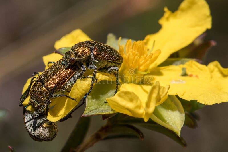 Small beetles stock photo. Image of yellow, nature, small - 190398668