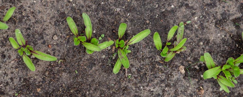 Small beetroot seedlings stock photo. Image of natural - 183751000