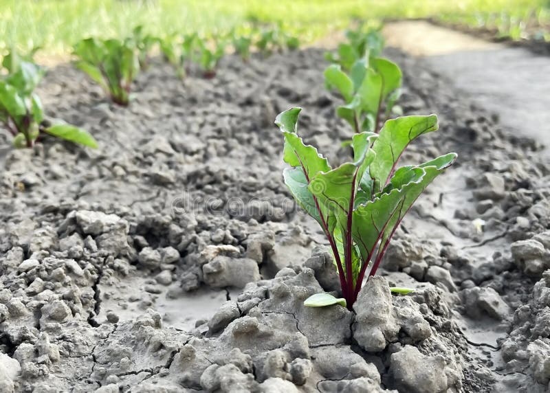 Small Beetroot Sprouts Grow on a Vegetable Bed in the Garden Stock ...