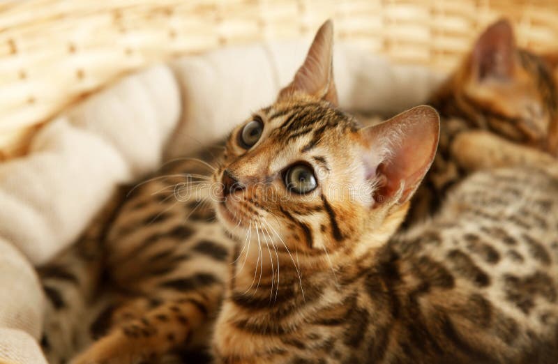 Small bengal kitten stock photo. Image of indoors, front - 74684814