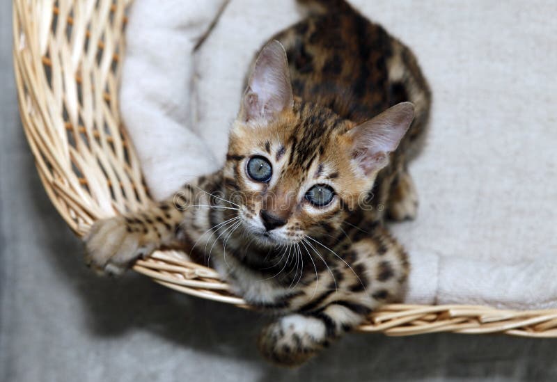 Small bengal kitten stock image. Image of bengalensis - 149456411