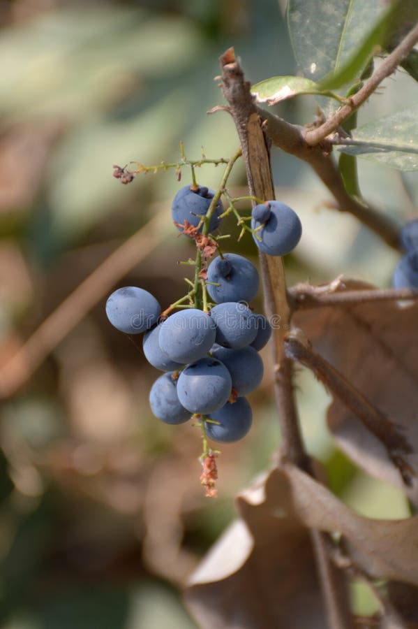 Small berry fruit stock photo. Image of nature, organic - 77375138