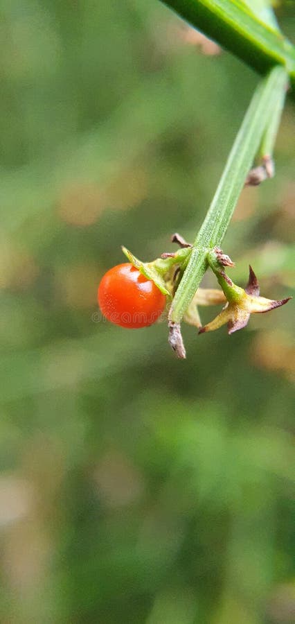 Small berry plany stock image. Image of tree, produce - 248763007