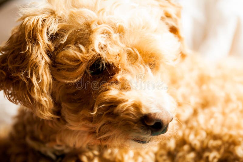 Bichoodle Dog Stock Photos - Free & Royalty-Free Stock Photos from ...