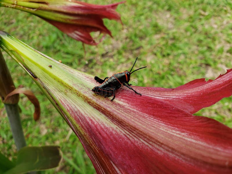 Small Bicolor Cricket on Red Lily Stock Photo - Image of bicolor, small ...