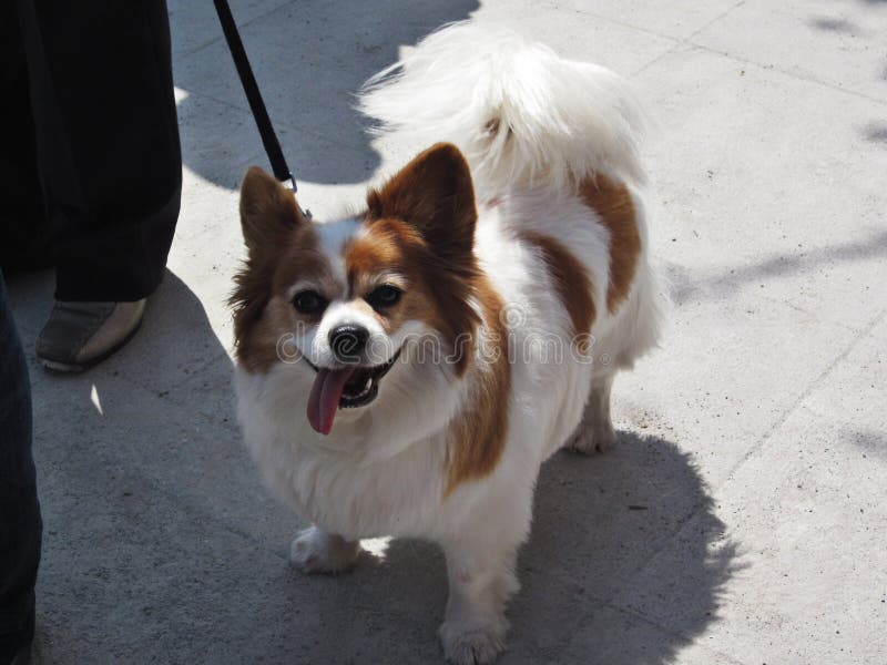 Small bicolor dog. stock photo. Image of blur, attractive - 144681160