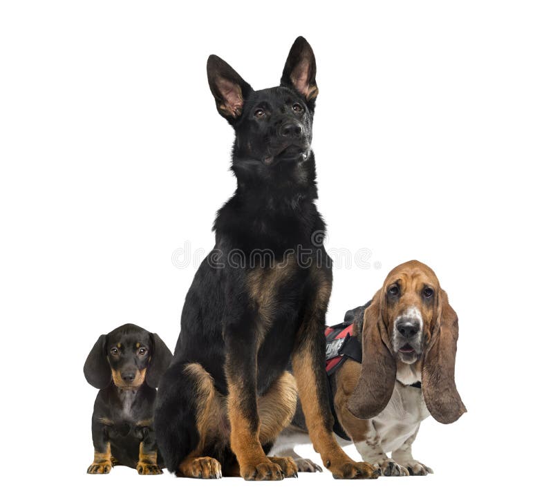 Small and Big Dogs Sitting, Isolated Stock Photo - Image of animal ...