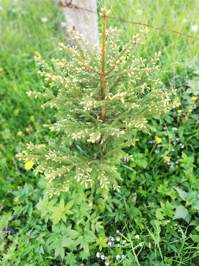 Small big green tree stock image. Image of green, tree - 149503917