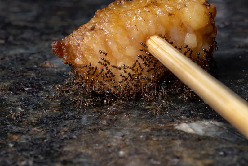 Small Big-headed Ants in Animal Fat Stock Photo - Image of fauna ...