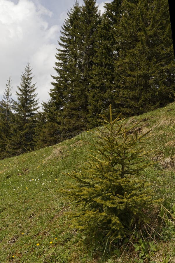 Small and big needle trees stock photo. Image of panorama - 72736980