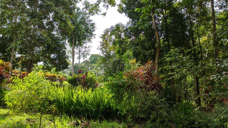 Small and Big Plants in the Forest Stock Image - Image of quebec ...