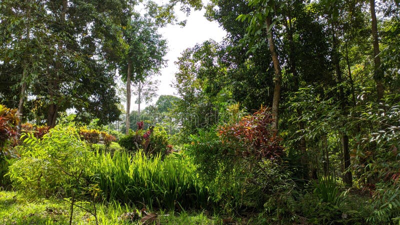 Small and Big Plants in the Forest Stock Image - Image of ecology ...