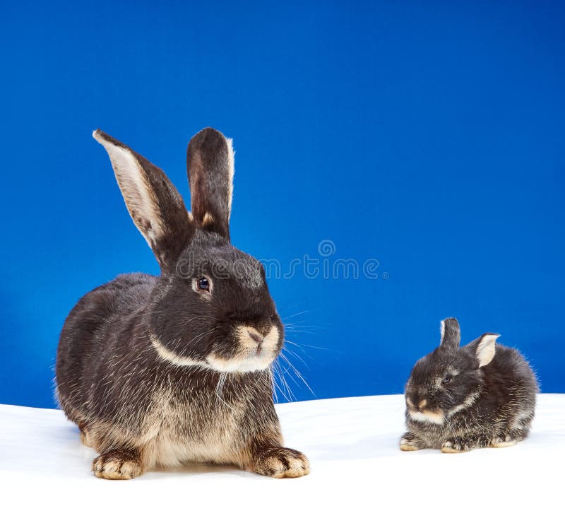 Small and Big Rabbit are Lying on a Blue Background Stock Image - Image ...