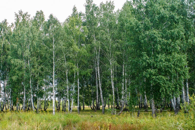 Small Birch Grove on a Summer Day Stock Image - Image of environmental ...