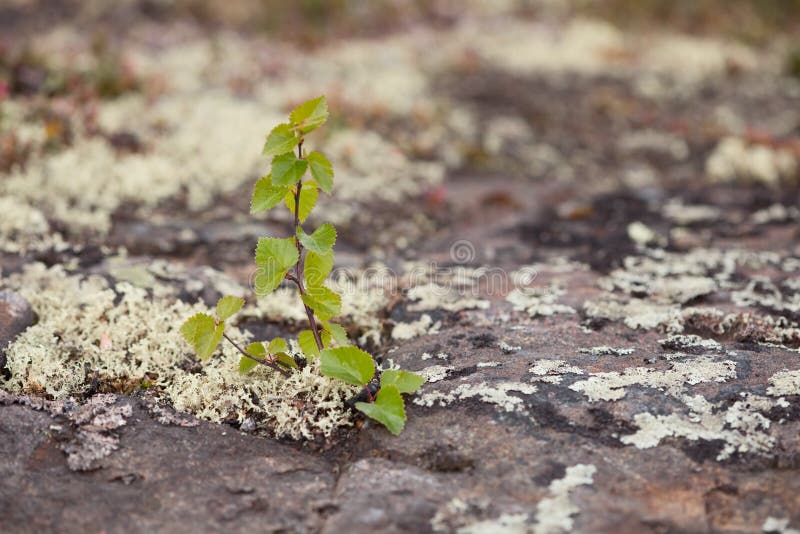 Small Plant Breaking through a Rock Stock Photo - Image of leaves ...