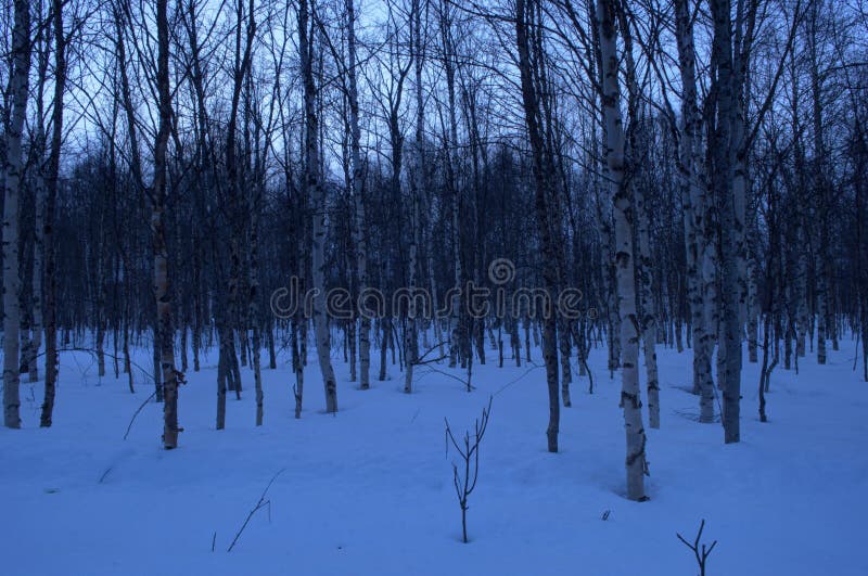 Small Birch Tree Forest in Blue Winter Day Stock Image - Image of thin ...