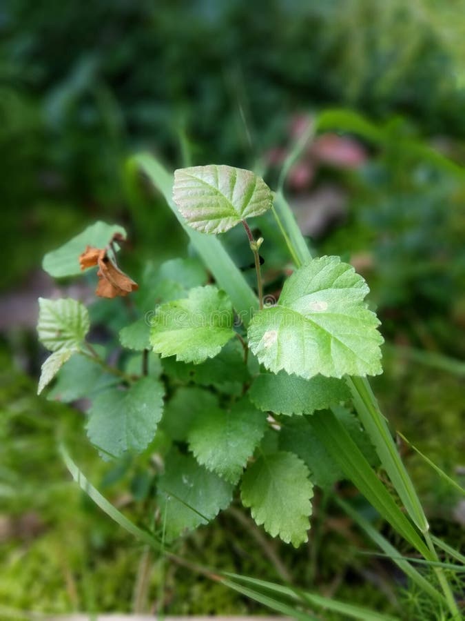 Little Birch Tree in the Forests of the Republic of Karelia Stock Photo ...