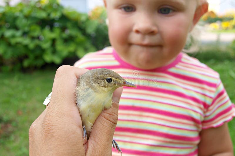 Small bird stock photo. Image of life, assistance, human - 23474584