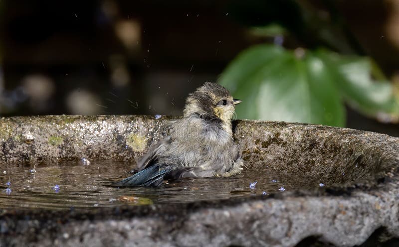 Small Bird Bathing on the Bird Bath Stock Image - Image of wildlife ...