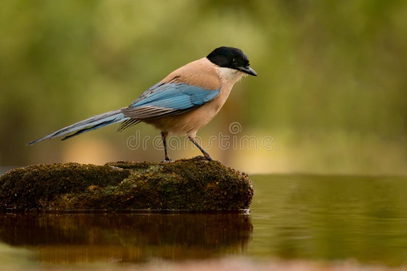Blue bird stock photo. Image of tropical, parrot, turquoise - 805496