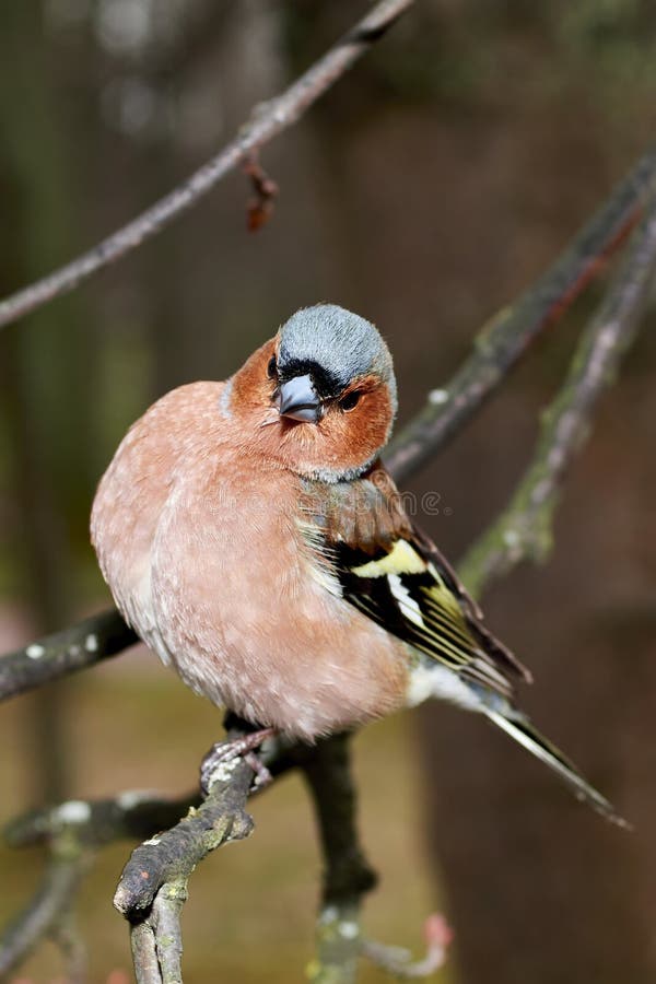 Small Bird on a Branch Looks at the Camera Stock Image - Image of park ...