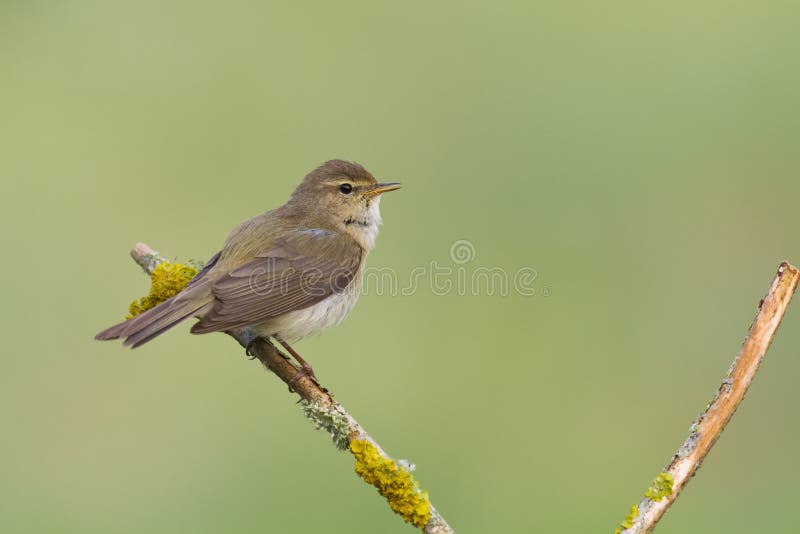 Small Bird - Chiffchaff Phylloscopus Collybita Perched on Tree, Summer ...