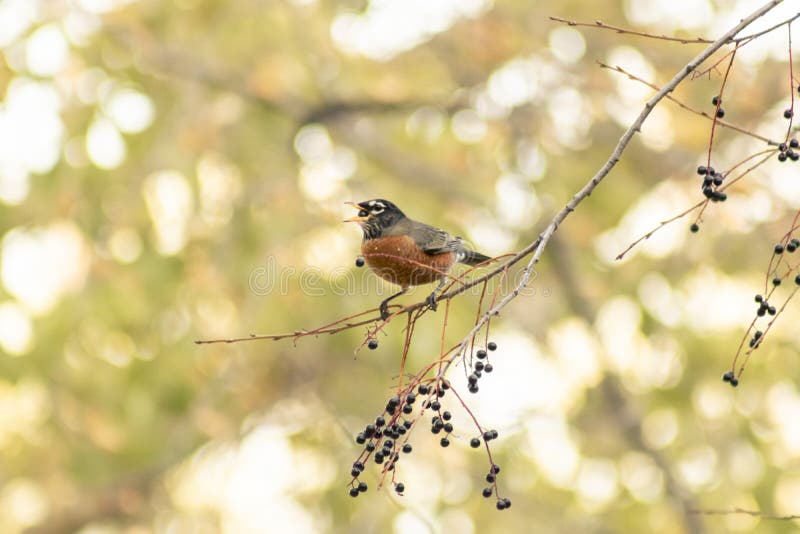 Small Bird Chirping on a Tree Branch Stock Image - Image of garden ...
