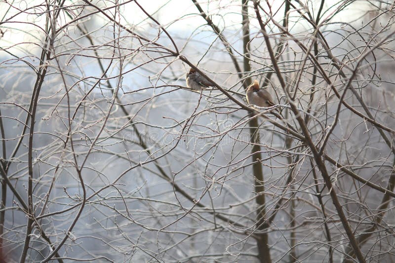 Small Bird in the Cold Winter Stock Photo - Image of nature, portrait ...