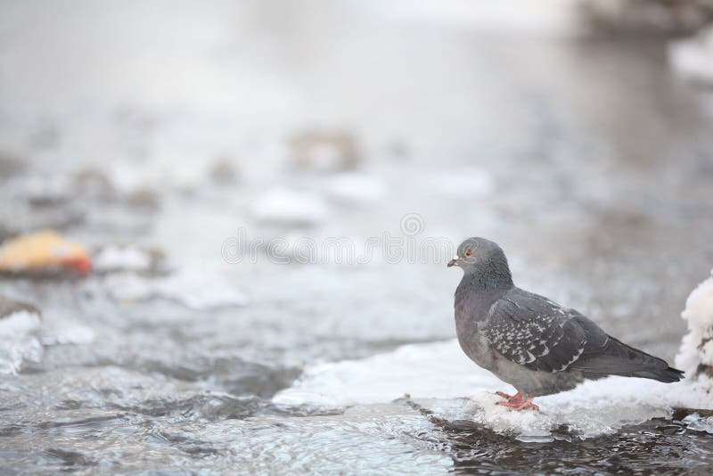 Small Bird in the Cold Winter Stock Photo - Image of nature, portrait ...