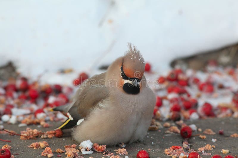 Small Bird in the Cold Winter Stock Photo - Image of nature, portrait ...