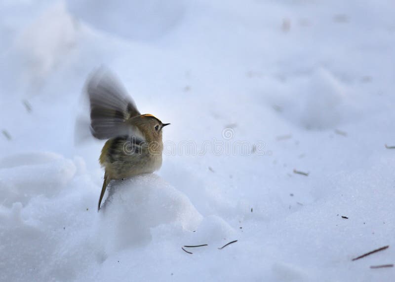 Small Bird in the Cold Winter Stock Photo - Image of nature, portrait ...