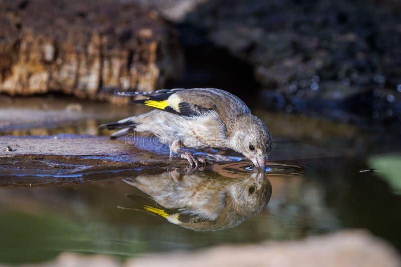 Small Bird Drinking Water with Reflection in Pond Stock Photo - Image ...